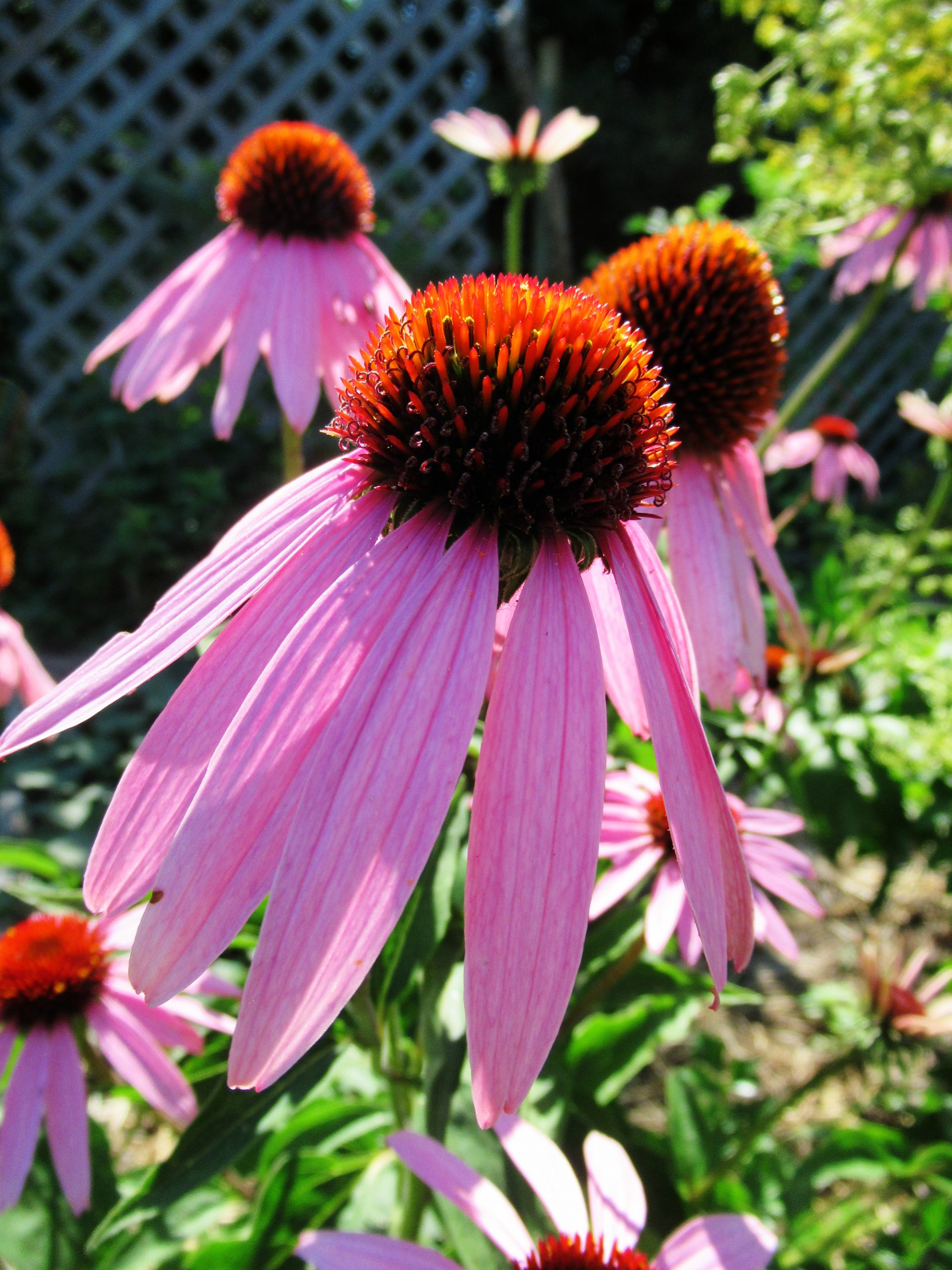 Echinacea - EveHerbs
